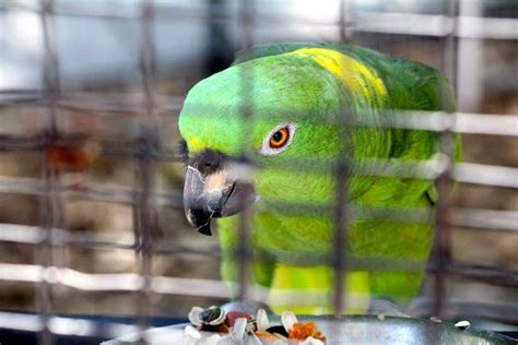 Fredericka Mission Wild Bird