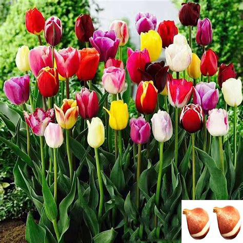 Tulip Bulb Kit At Jorge Damon Blog