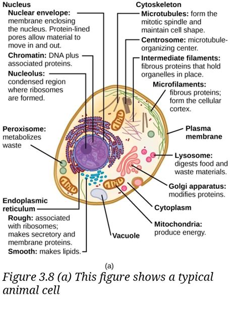 What Are The Components Of The Cytoskeleton In An Animal Cell At