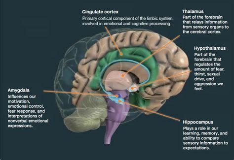 Limbic System And Emotion Limbic System Description Components