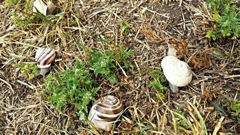Snail Habitat By Zombienightingale On Deviantart