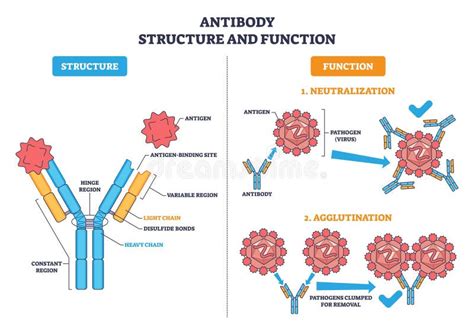Antibody Structure And Function Y Shaped Immunoglobulin Binds Antigens