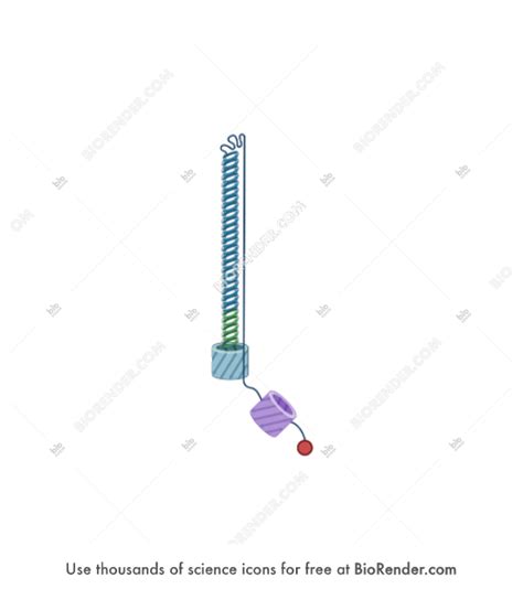 Free Type 5 Secretion System Icons Symbols And Images Biorender