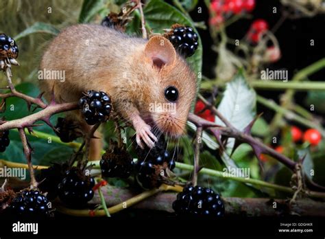 Haselmaus Muscardinus Avellanarius Erwachsenen Essen Beeren Normandie