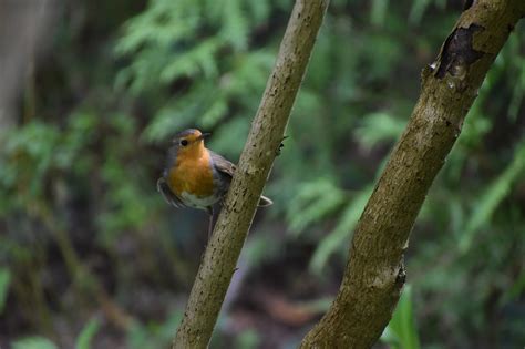 Robin Bird Nature Free Photo On Pixabay Pixabay