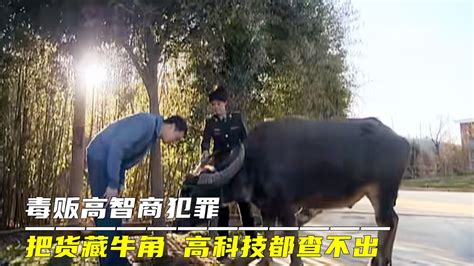毒犯高智商犯罪把毒品藏在牛角里连高科技都查不出来犯罪片 腾讯视频