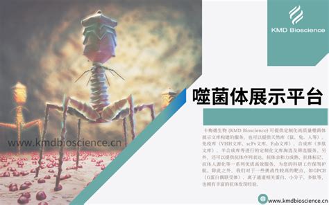 【卡梅德生物】噬菌体展示技术 噬菌体文库 噬菌体筛选 噬菌体展示纳米抗体 知乎