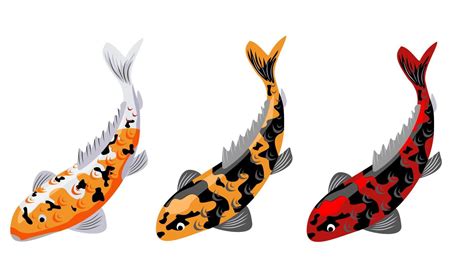 Japanese Koi Fish Drawing Illustration Koi Fish Drawing Vector Vector