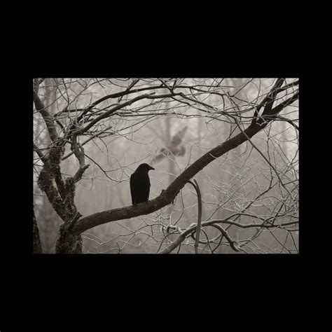 Why Are Crows Associated With Evil Jacki Kellum