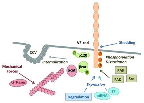 Endothelial Permeability And Ve Cadherin A Wacky Comradeship Abstract Europe Pmc