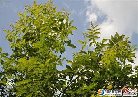 綏寧城步兩縣青錢柳茶已通過省質監地理標誌產品初審 每日頭條