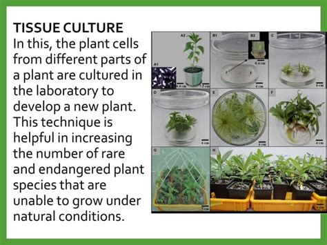 Plant Reproductionppt
