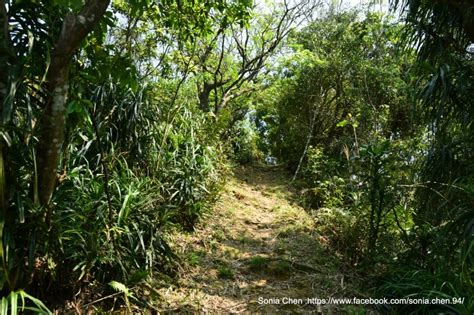 基隆樂利山 鐘萼木開花了2024 D0330 國家新城後山登山步道 鐘萼木生態公園 新山水庫 樂利山 健行筆記