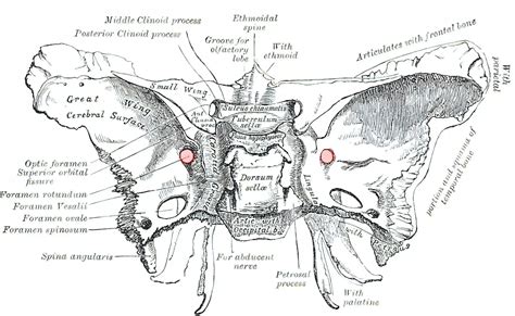 Foramen Rotundum Ars Neurochirurgica