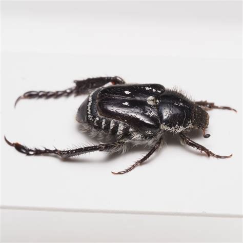 南アフリカのアシナガコガネ 月水庵 海外の昆虫標本通販