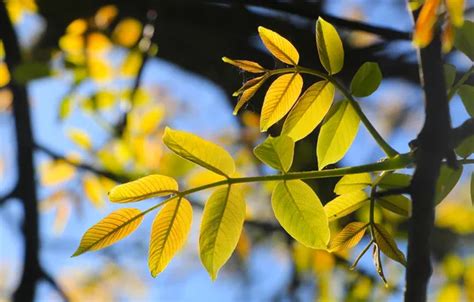Wallpaper Spring Leaf Twig For Mobile And Desktop Section природа