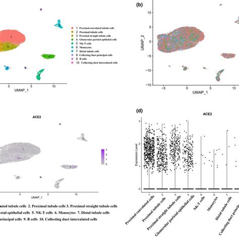 Results From Scrna‐seq Analysis A Uniform Manifold Approximation And Download Scientific