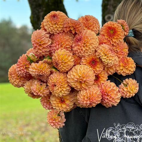 Valley Tawny Dahlia Tubers Petals In Bloom Flower Farm