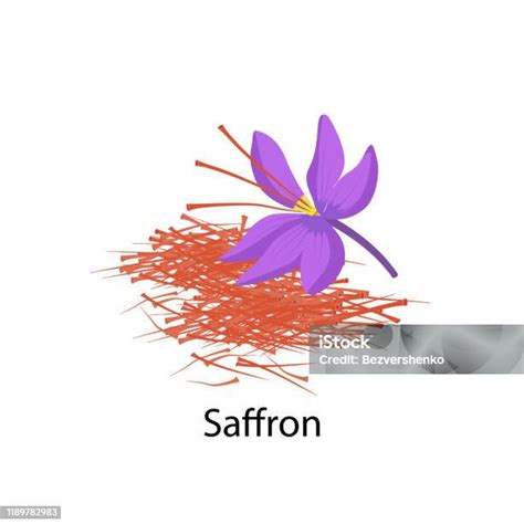 흰색 배경에 고립 된 평면 디자인의 사프란 꽃 향신료 벡터 그림입니다 사프란 크로커스 벡터 일러스트와 섬세한 사프란 스레드