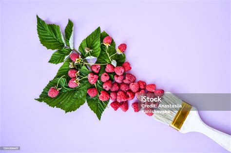 페인트 브러시와 창조적 인 음식 라즈베리 배경 익은 붉은 라즈베리 여름 철 열매 공간을 복사합니다 0명에 대한 스톡 사진 및 기타 이미지 Istock
