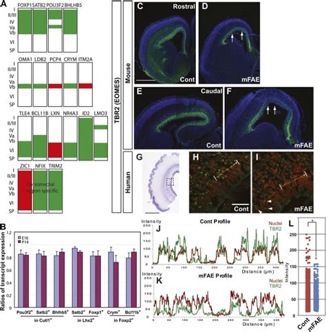 combined transcriptome analysis of fetal human and mouse cerebral