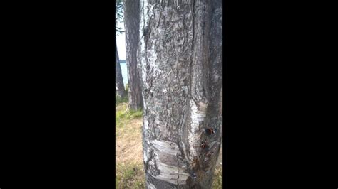 Porn Video On Brownporn