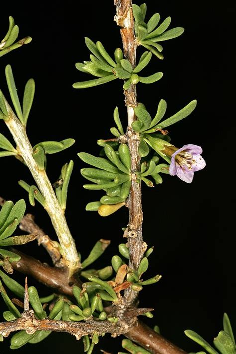 Lycium Cinereum Wikipedia