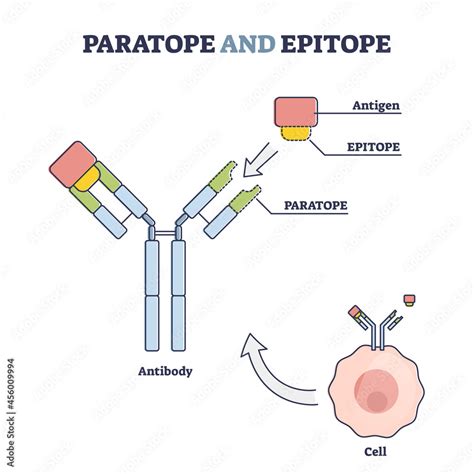 Antibody Vs Antigen Epitope At Cecil Messer Blog