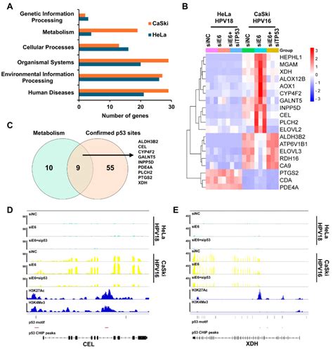 Genome Wide Analysis Of P53 Targets Reveals Scn2a As A Novel Player In