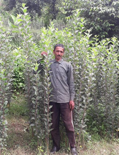 Apple Clonal Rootstock Nursery In Mandi