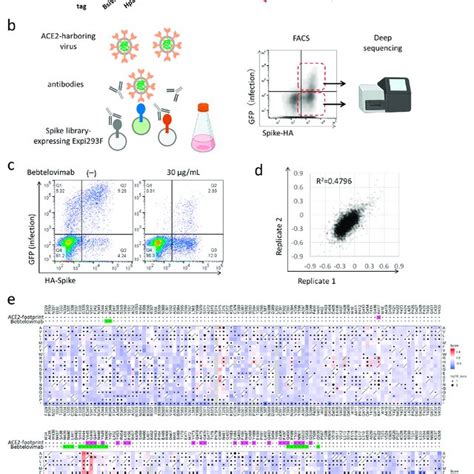 Deep Mutational Scanning Identified Single Residue Mutation To Induce Download Scientific