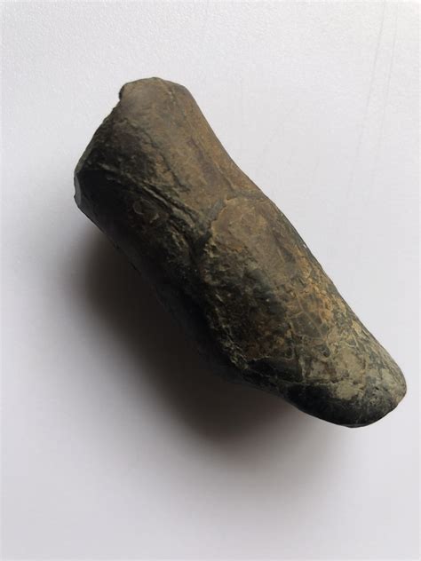 Can I Get Help Identifying This R Fossils