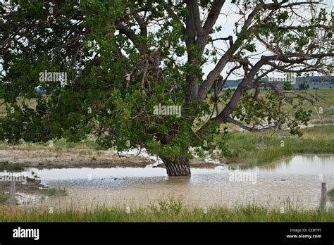 Close Up Of Flood Of River Tree Under Water Flooding Tree Waterlogged Tree From Above Nobody