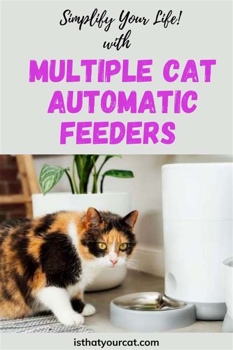 Multiple Cat Automatic Feeders A Lifesaver For Feeding More Than One Cat