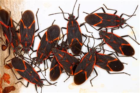 How To Get Rid Of Red Bugs