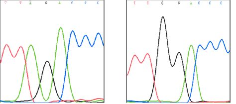 Results Of Sequencing Analysis Reverse Primer C T Substitution In Download Scientific