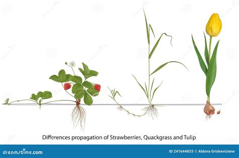 Strawberry Plant And Couch Grass Propagation Royalty Free Stock