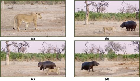 Hippopotamus Optimization Algorithm A Novel Nature Inspired