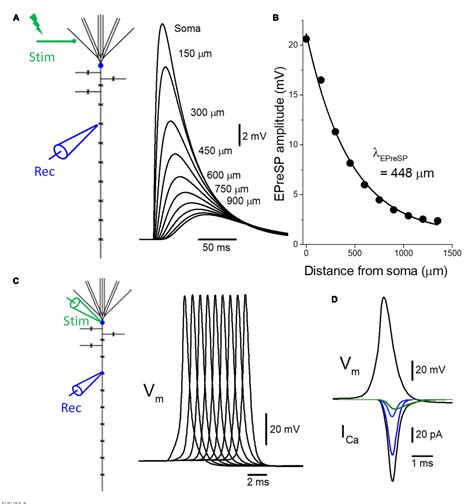Figure 2 From Modeling Analysis Of Subthreshold Voltage Signaling Along Hippocampal Mossy Fiber