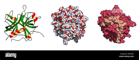 Thrombin Blood Clotting Enzyme Human Alpha Thrombin Molecule Is A Key