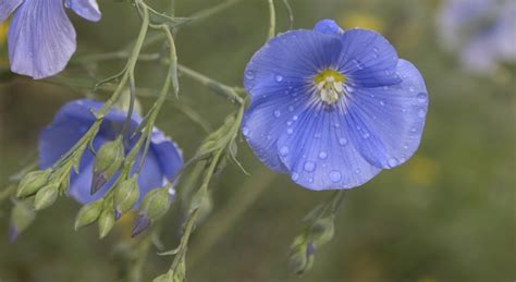 Linseed Agronomy Information Nutrient Requirements Fertiliser