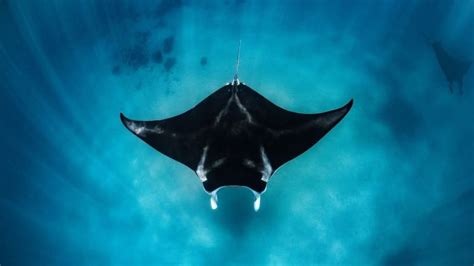 16 Giant Fish That Rule The Oceans Depths