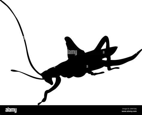 Silhouette Of Grasshopper Grasshopper Close Up Detailed Vector