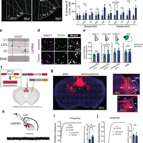 A High Ratio Schedule Induces Excitatory Synaptogenesis In The Anterior