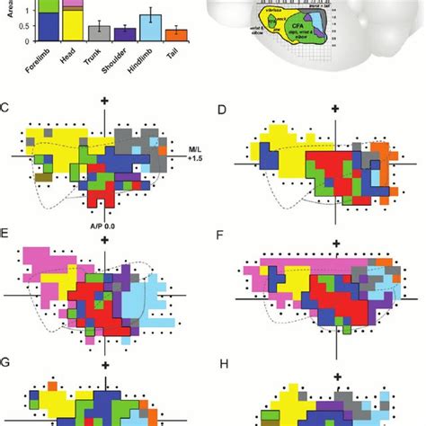 Somatotopic Representation Maps Of The Lat Il1ljtclr Ccltu Obtained