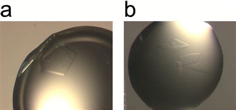 Crystallization Of P62 Ph A P62 Ph Crystallized In Kcl B P62 Ph Download Scientific