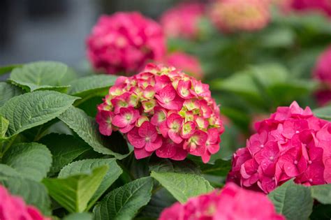 Plant To Pick Summer Crush Hydrangea Macrophylla Northern Gardener