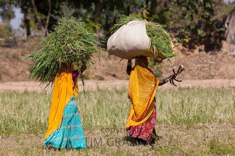Agriculture Rajasthan India TIM GRAHAM World Travel And Stock Photography Agriculture