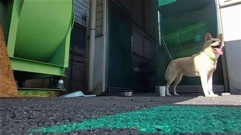 시원한 사무실에 사정이 있어 들어가지 못하고 밖에서 밥 먹는 공장 진돗개 L 밥 먹고 눈곱 띠어주기 Youtube