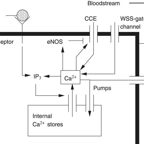 Schematic Illustration Of The Model Of Intracellular Signalling Download Scientific Diagram